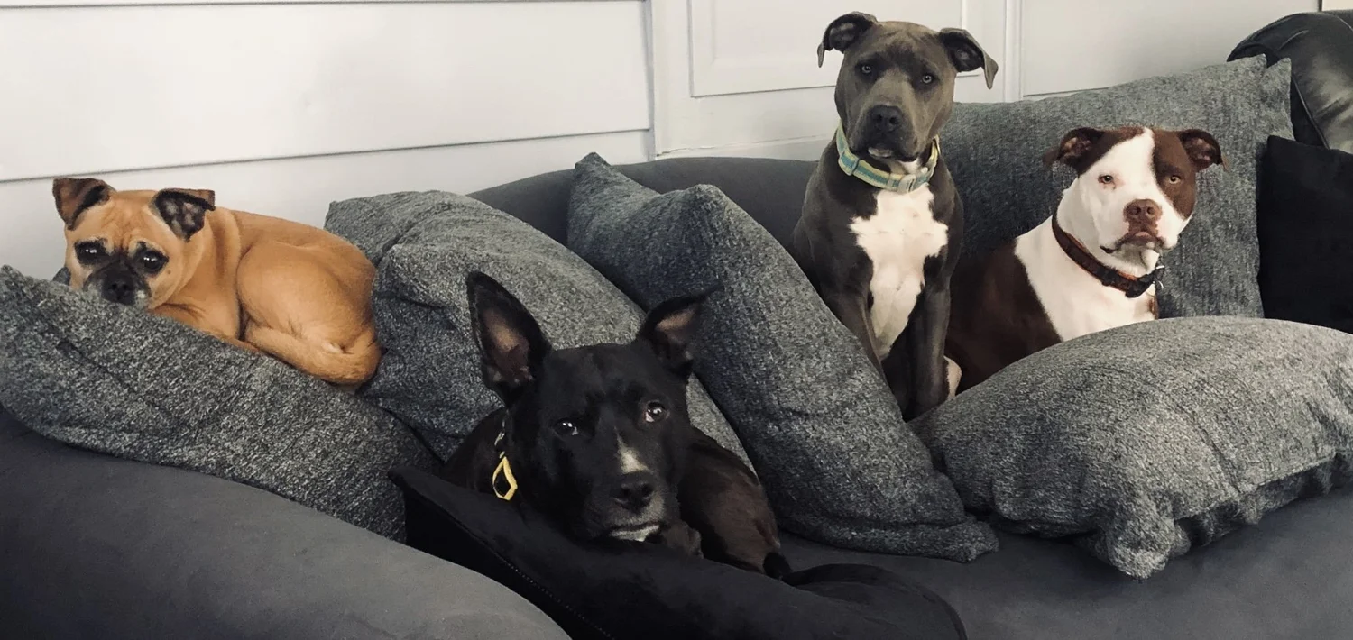 Paws Inn the Falls Animal Complex