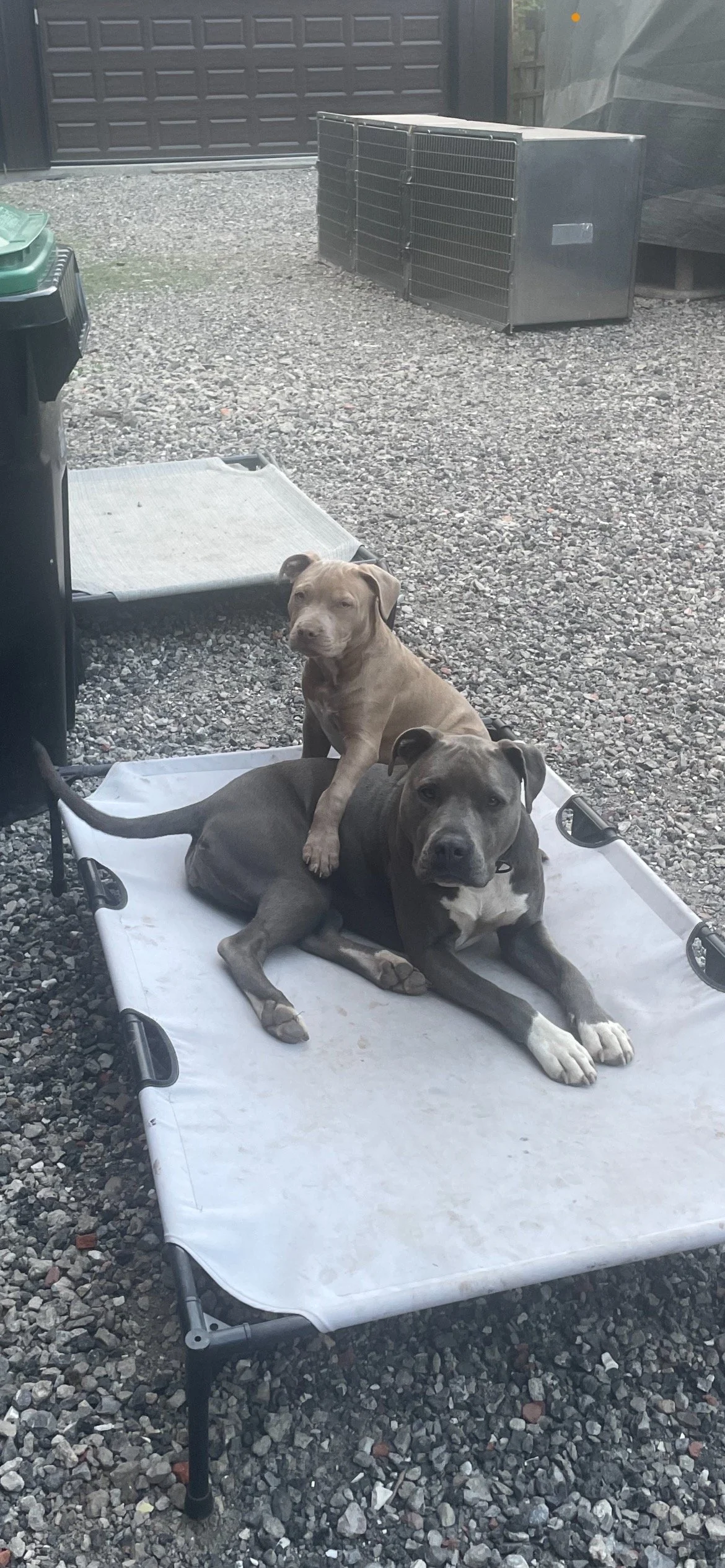 Paws Inn the Falls Animal Complex