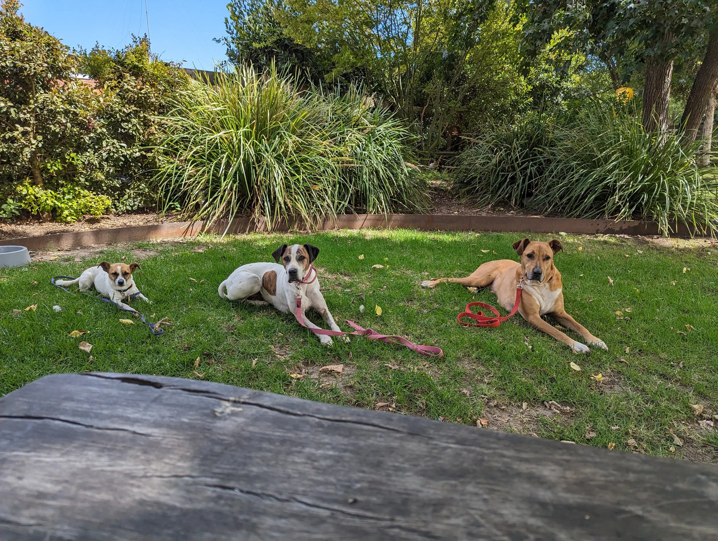 Our Method — Progressive Hounds Dog Training
