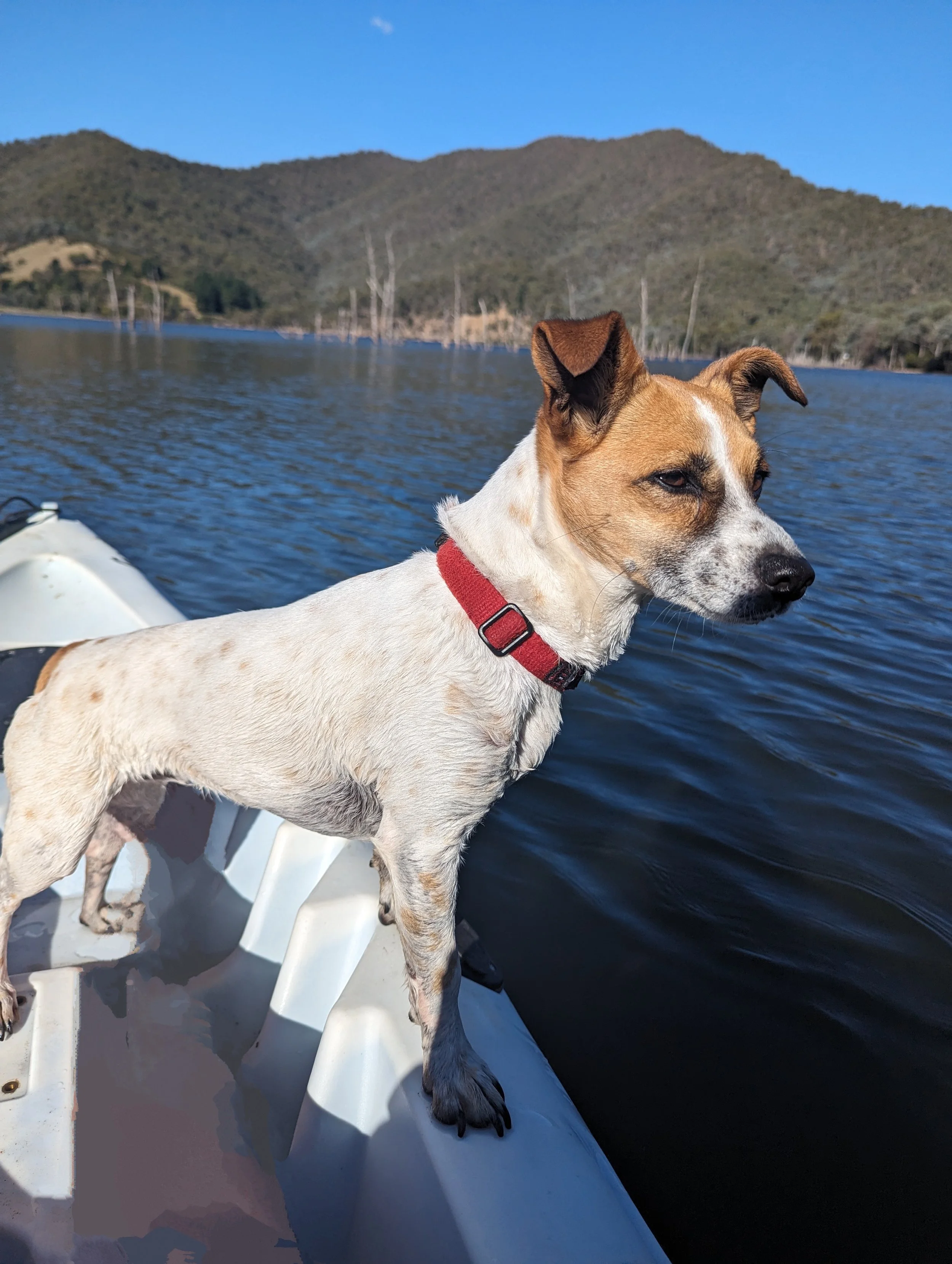 Team — Progressive Hounds Dog Training