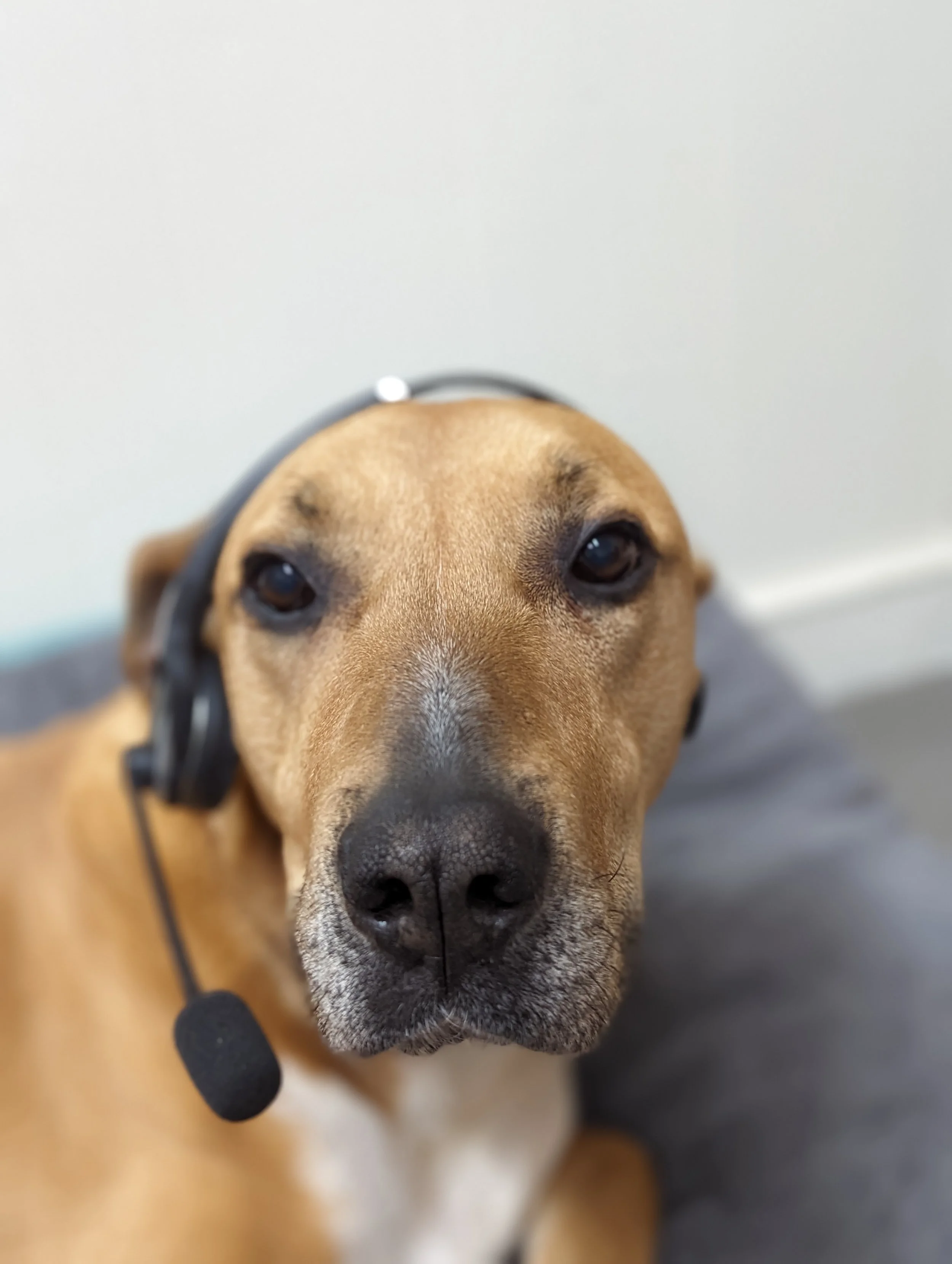 Progressive Hounds Dog Training