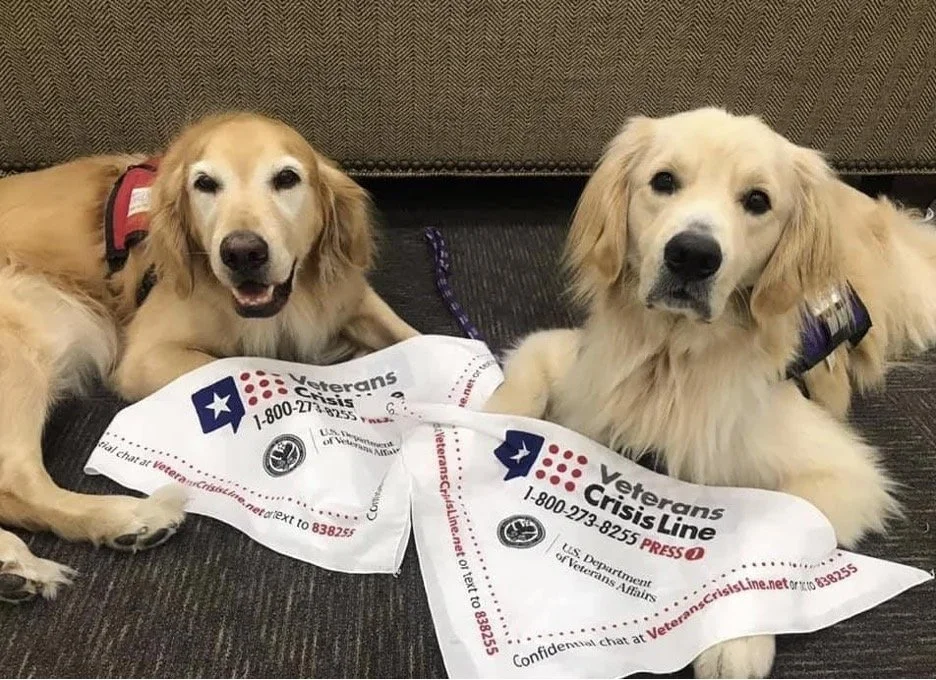 Specialist Therapy Dogs Improve Patient Care — Paws for Purple Hearts