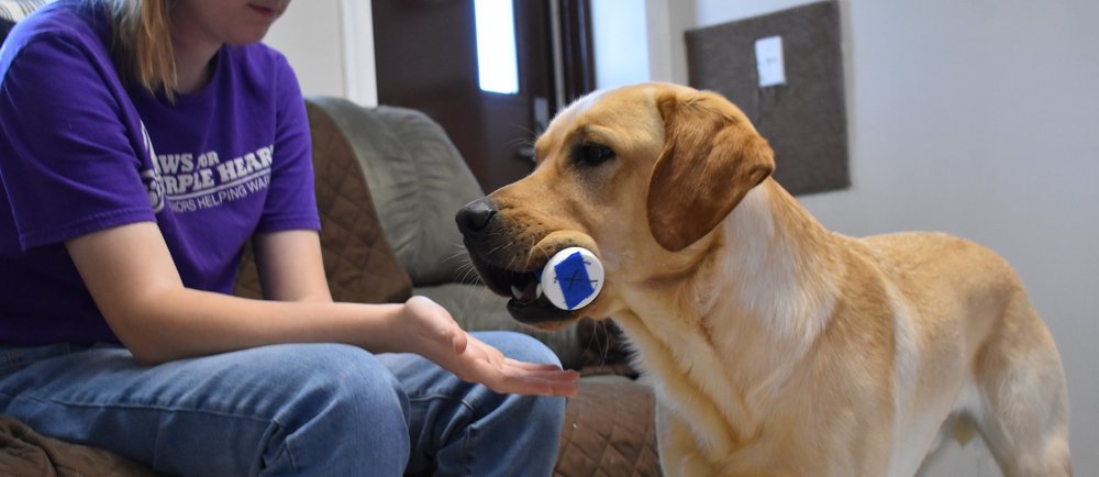 Apply For A Career Change Dog | Transform Lives Today — Paws for Purple ...