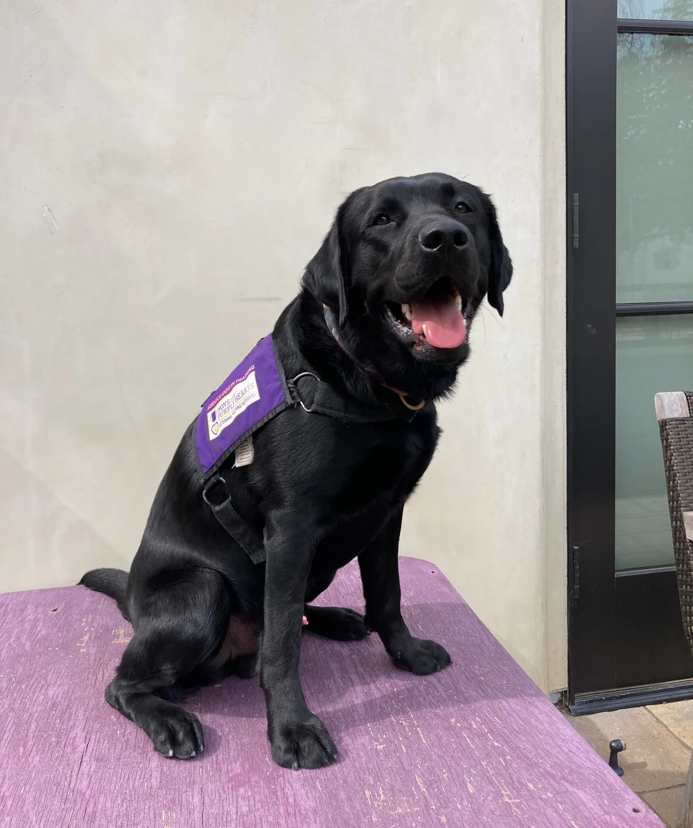 Apply for a Service Dog | Get Your Assistance Dog Today — Paws for ...