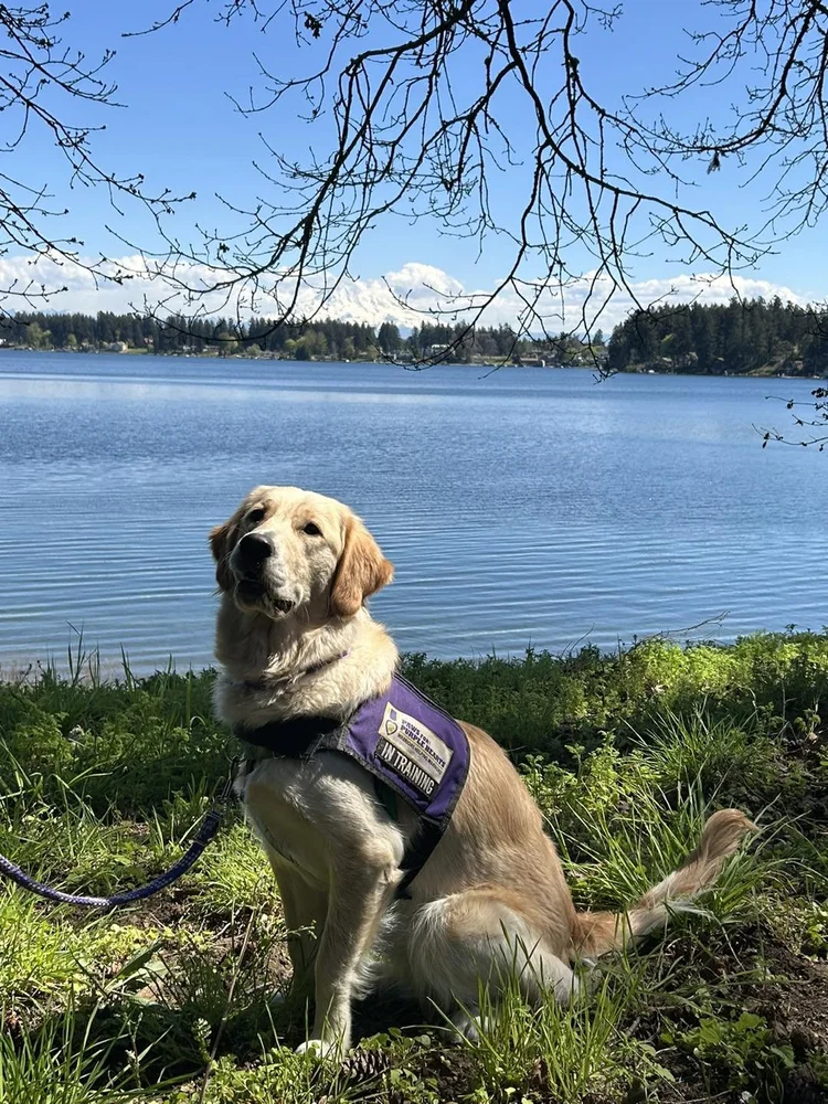 Tacoma WA | Discover Assistance Dogs Today — Paws for Purple Hearts