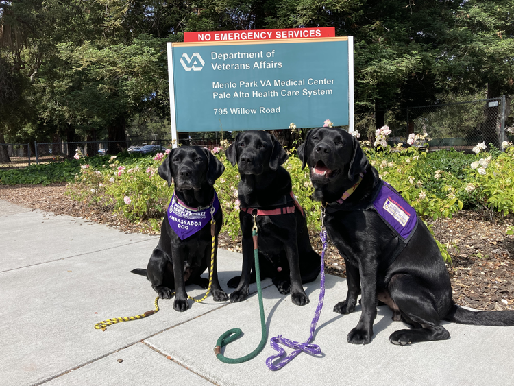 Our Locations | Explore Our Locations Today — Paws for Purple Hearts