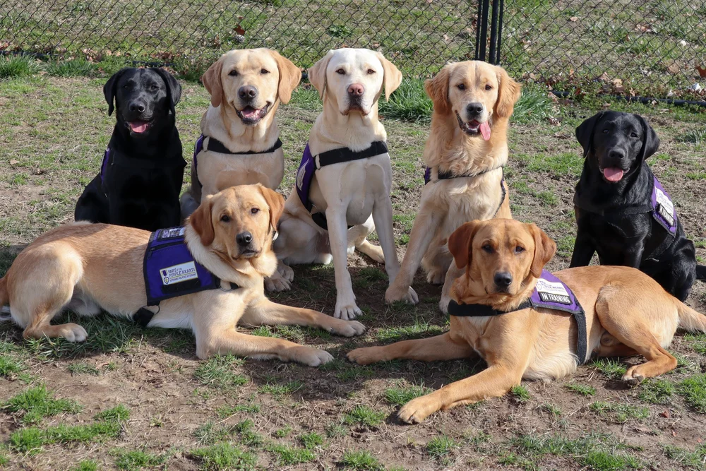 Paws for Purple Hearts | Support Our Heroes Today