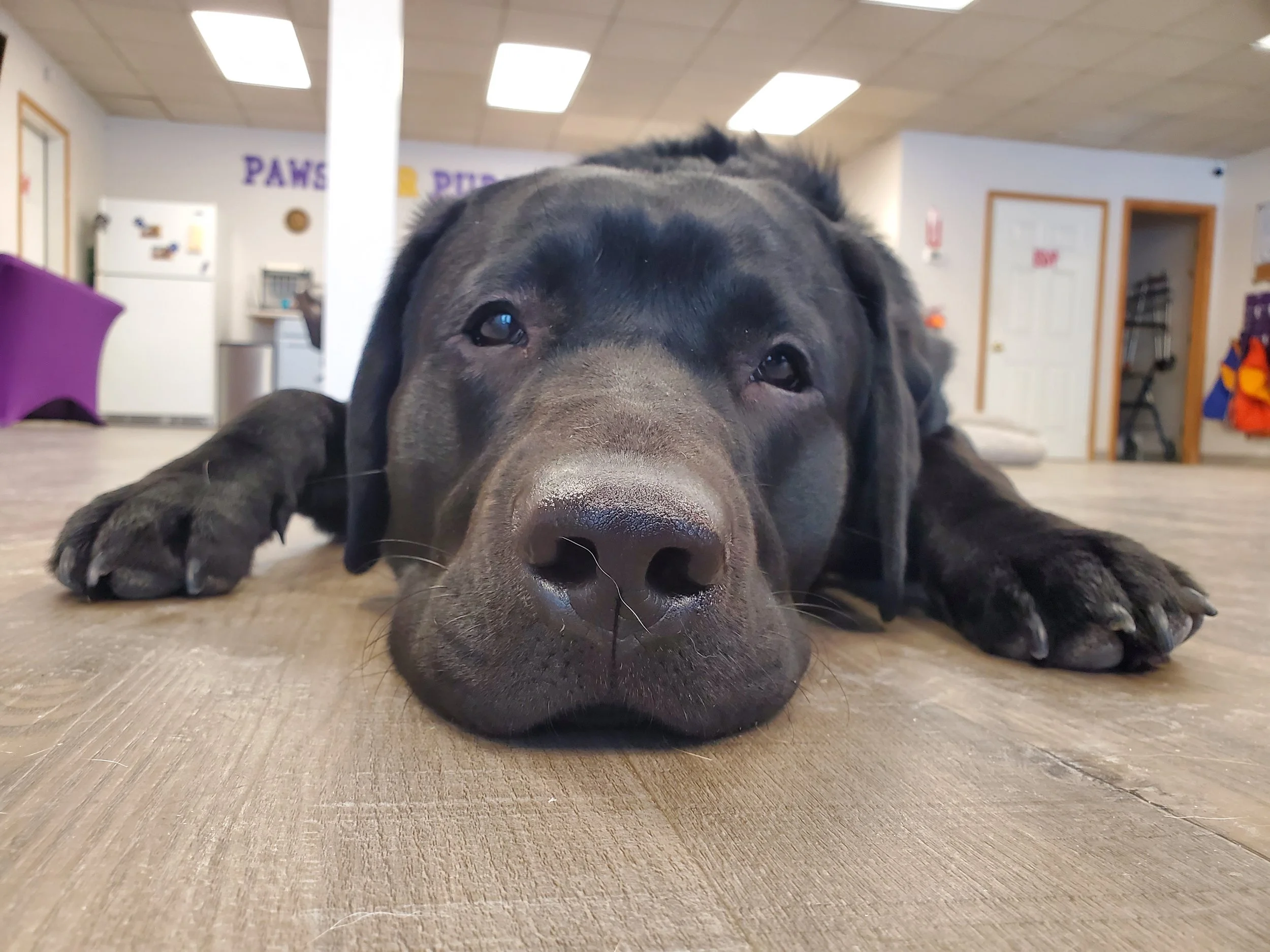 About Us | Discover & Support Canine Healing — Paws for Purple Hearts