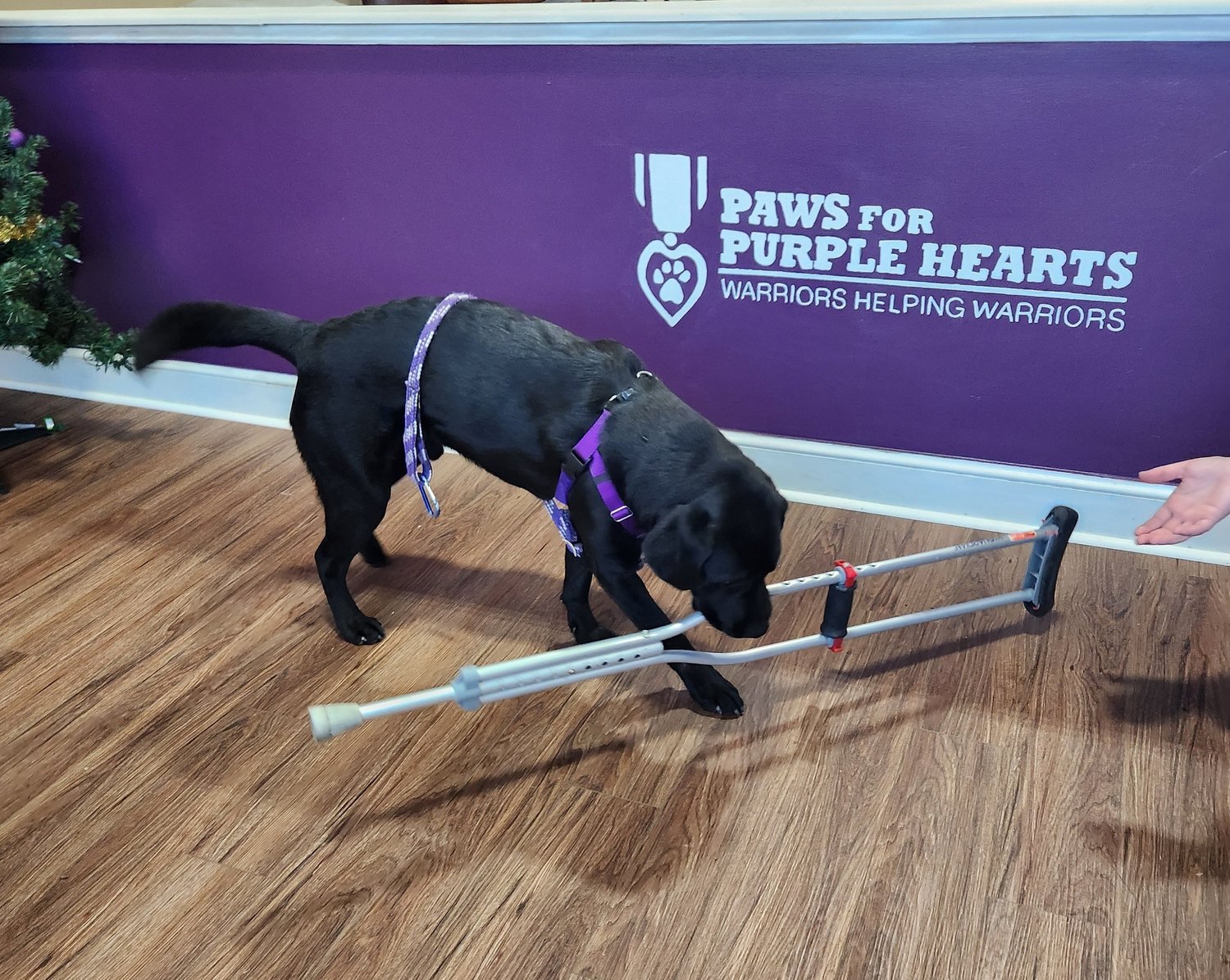 Apply for a Service Dog | Get Your Assistance Dog Today — Paws for ...