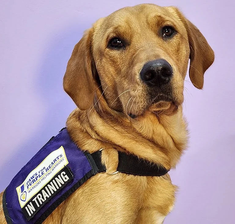 A BRIEF HISTORY OF SERVICE DOGS — Paws for Purple Hearts