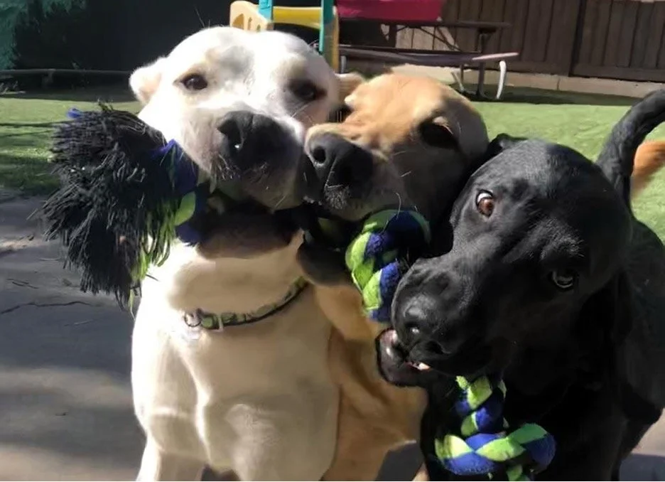 How to Help PPH From Home — Paws for Purple Hearts