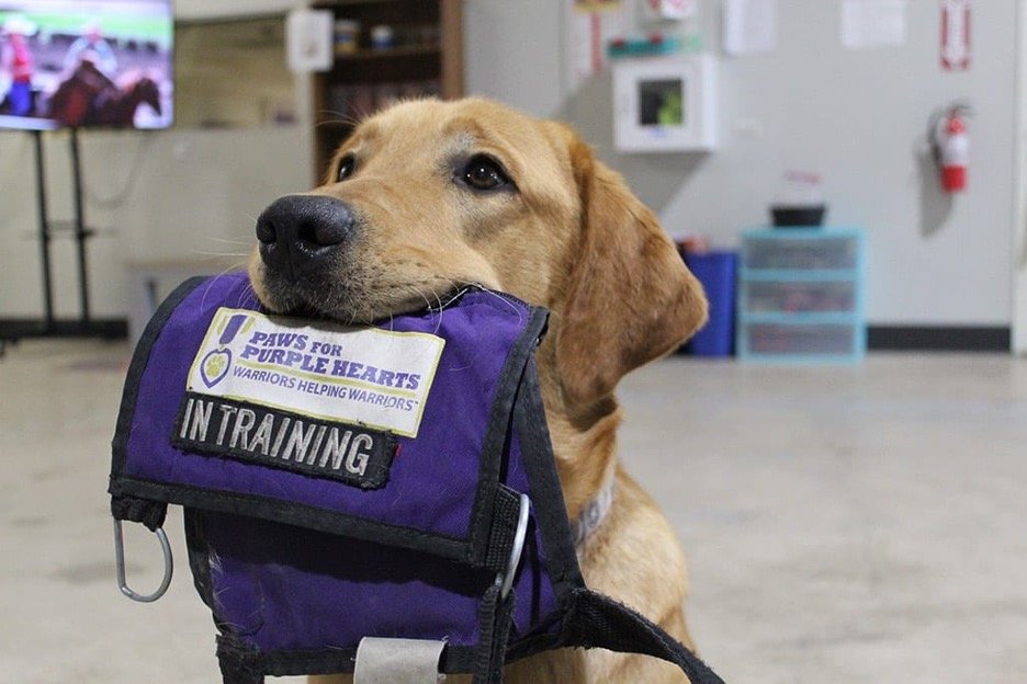 WHAT IS A FACILITY DOG? — Paws for Purple Hearts