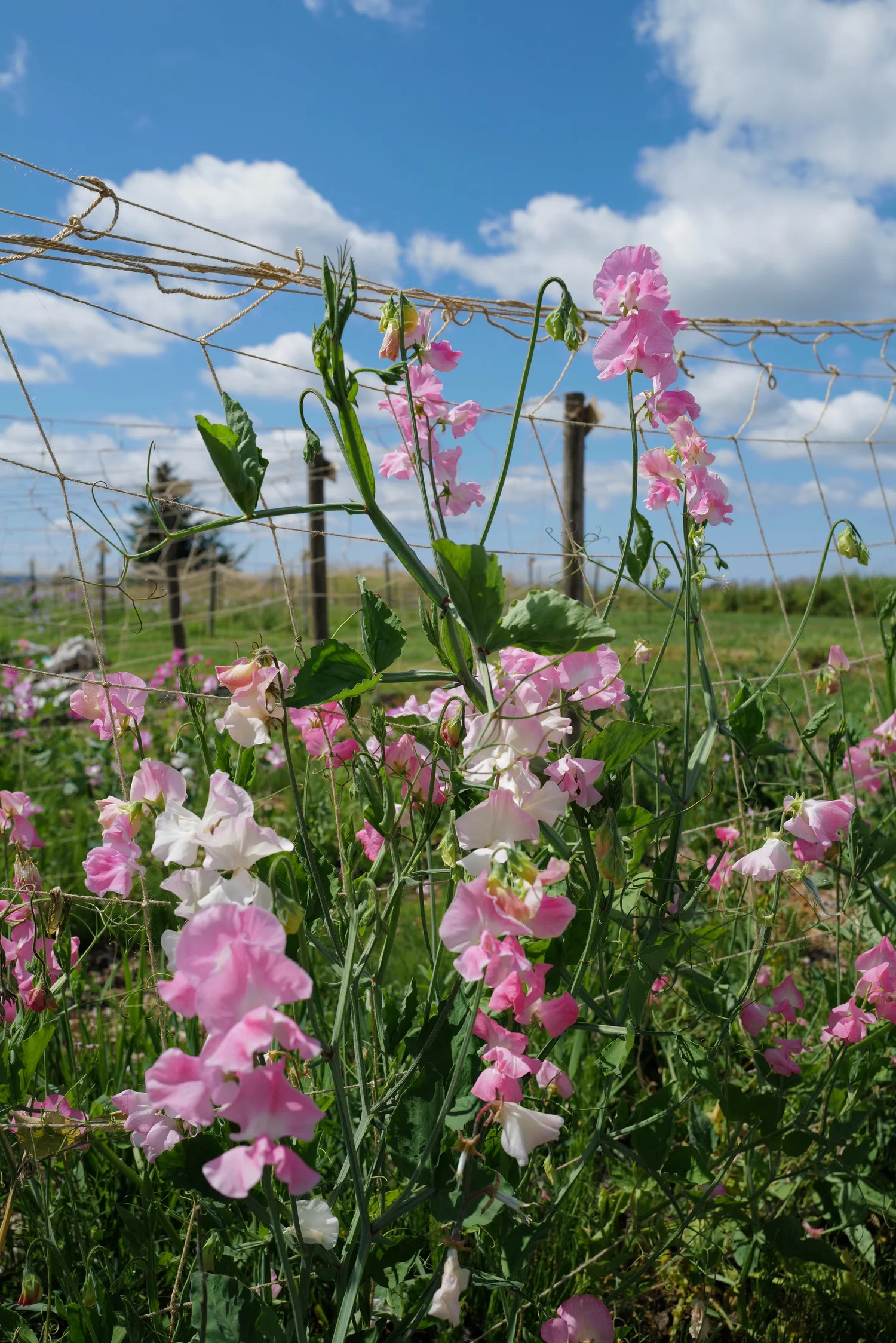 Sweet Pea Hero — Songbird Seed Co.