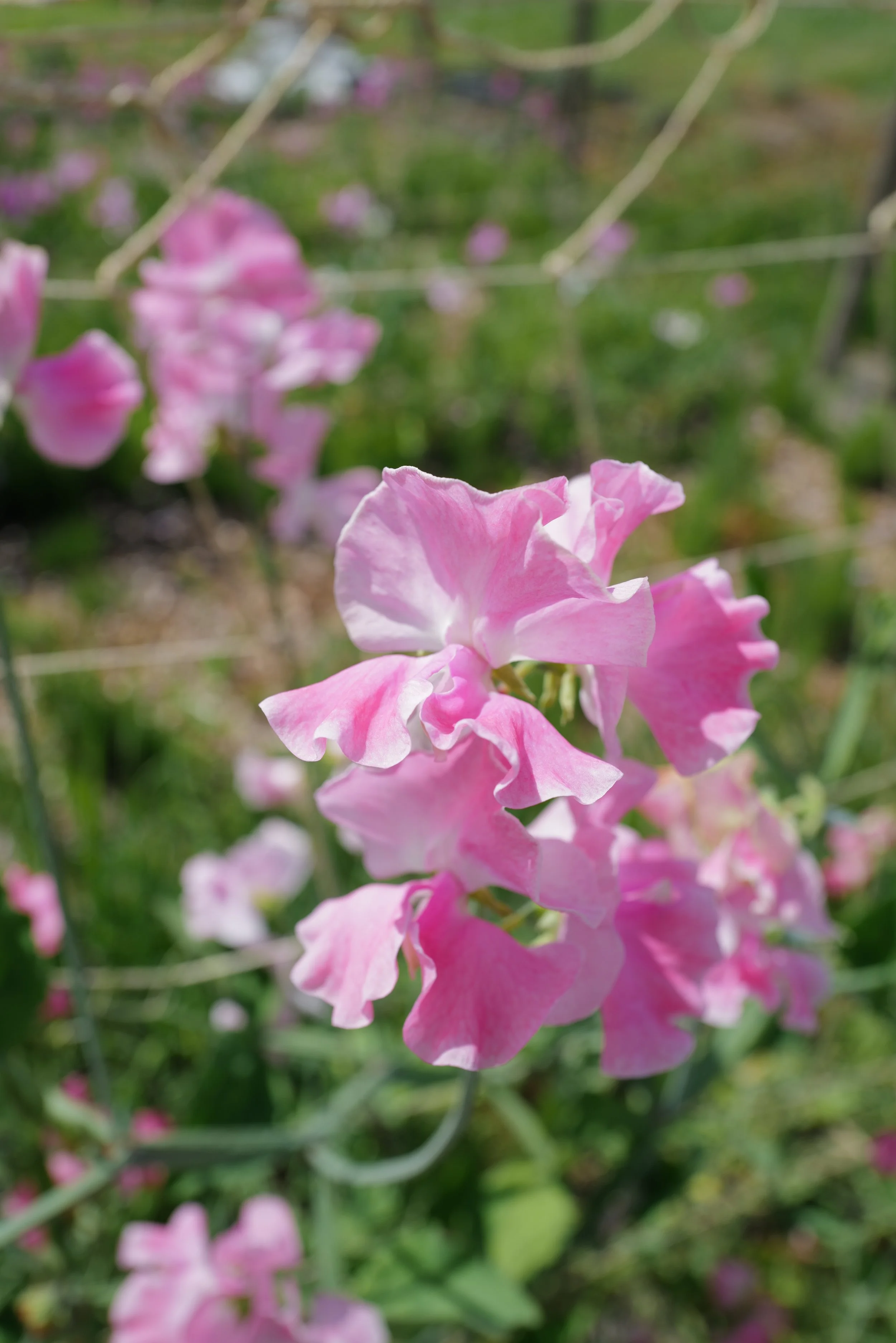 Sweet Pea Hero — Songbird Seed Co.