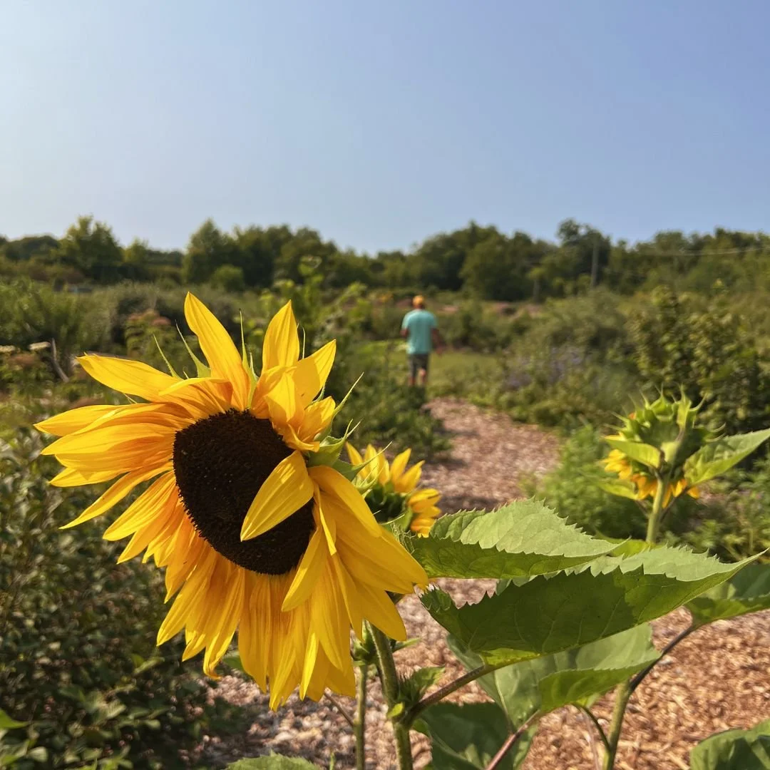 Volunteering — Gateway Farm