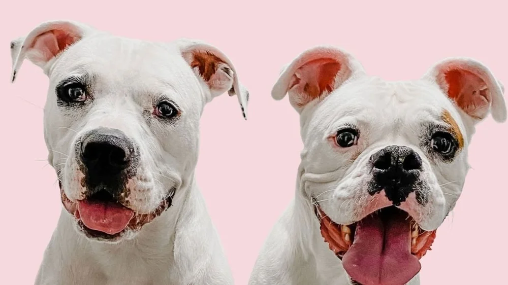 Zeke Squad - Dogs | Misfits | Allies, Unleashing awareness and insights ...