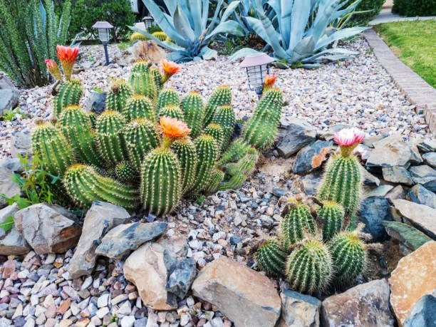 TexasTLandscaping
