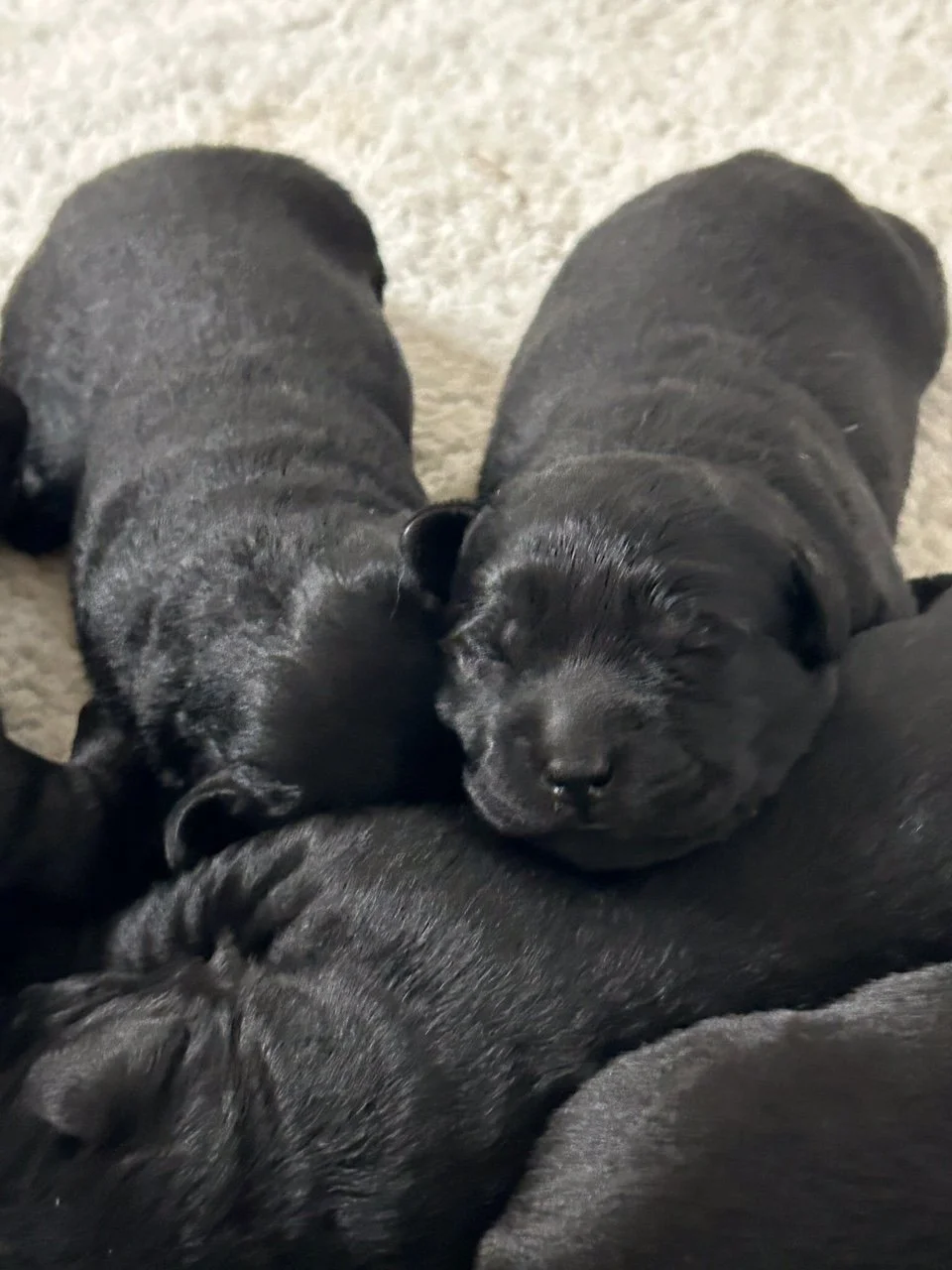 Upcoming Litters — Azureblue Labradors