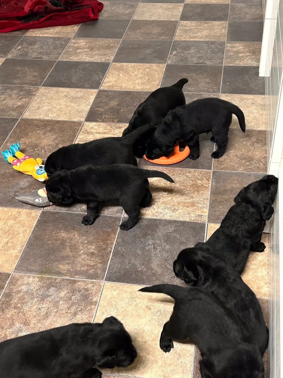 Upcoming Litters — Azureblue Labradors
