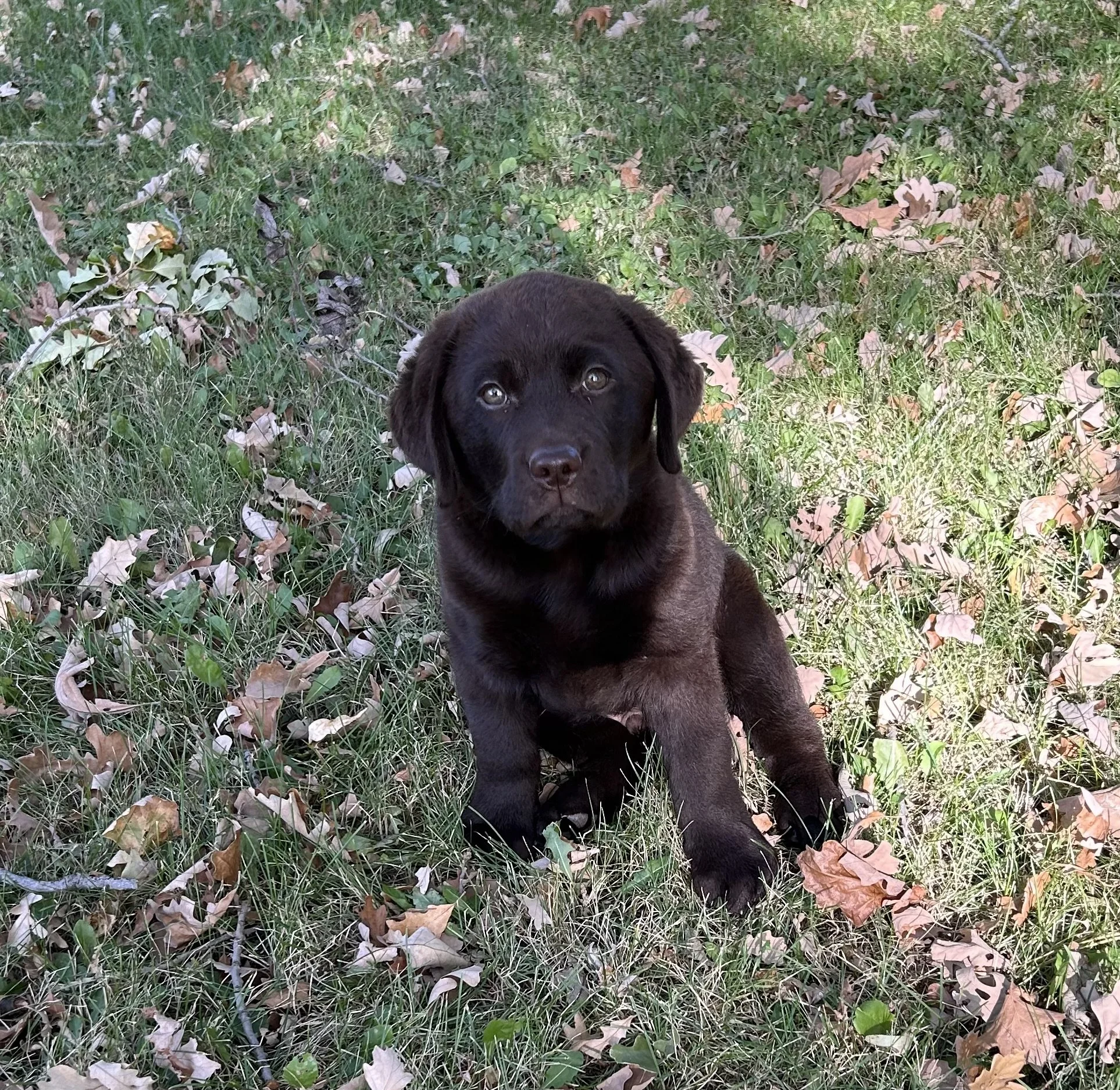Labrador Puppies — Azureblue Labradors