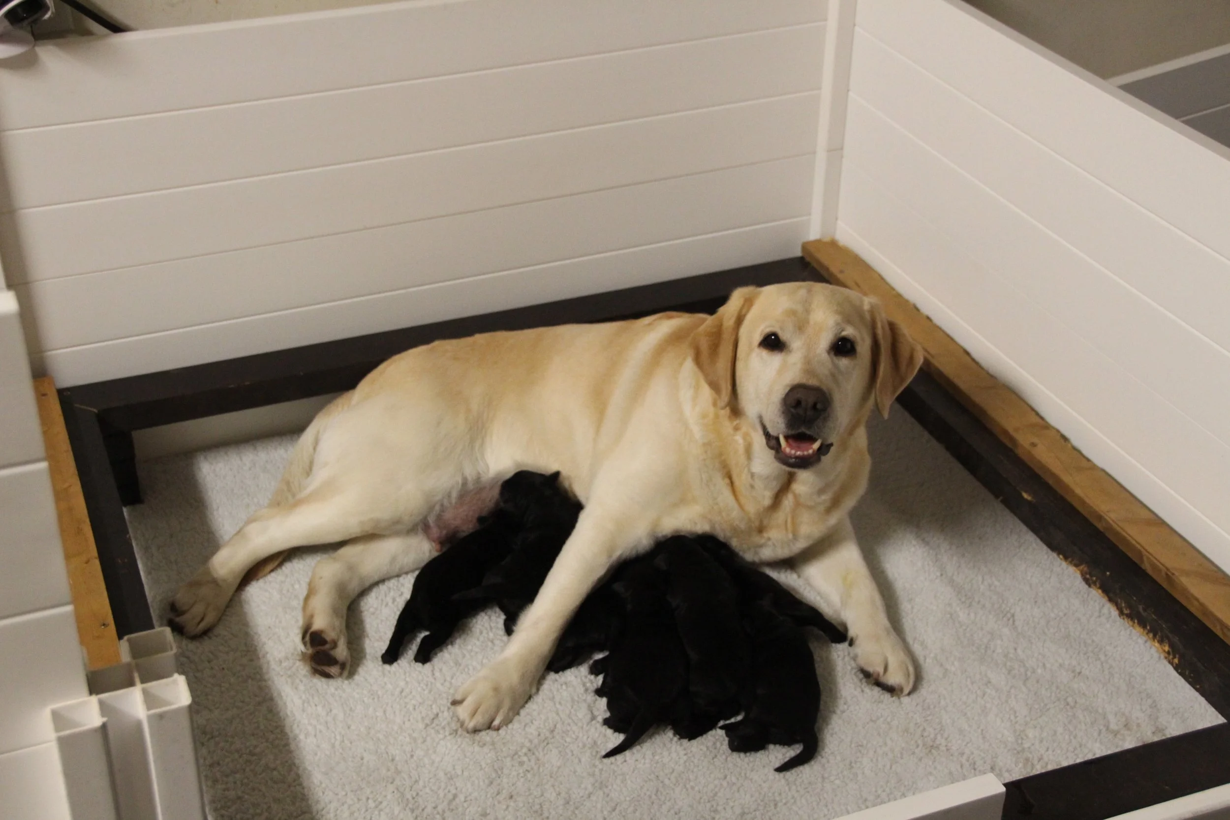 Upcoming Litters — Azureblue Labradors