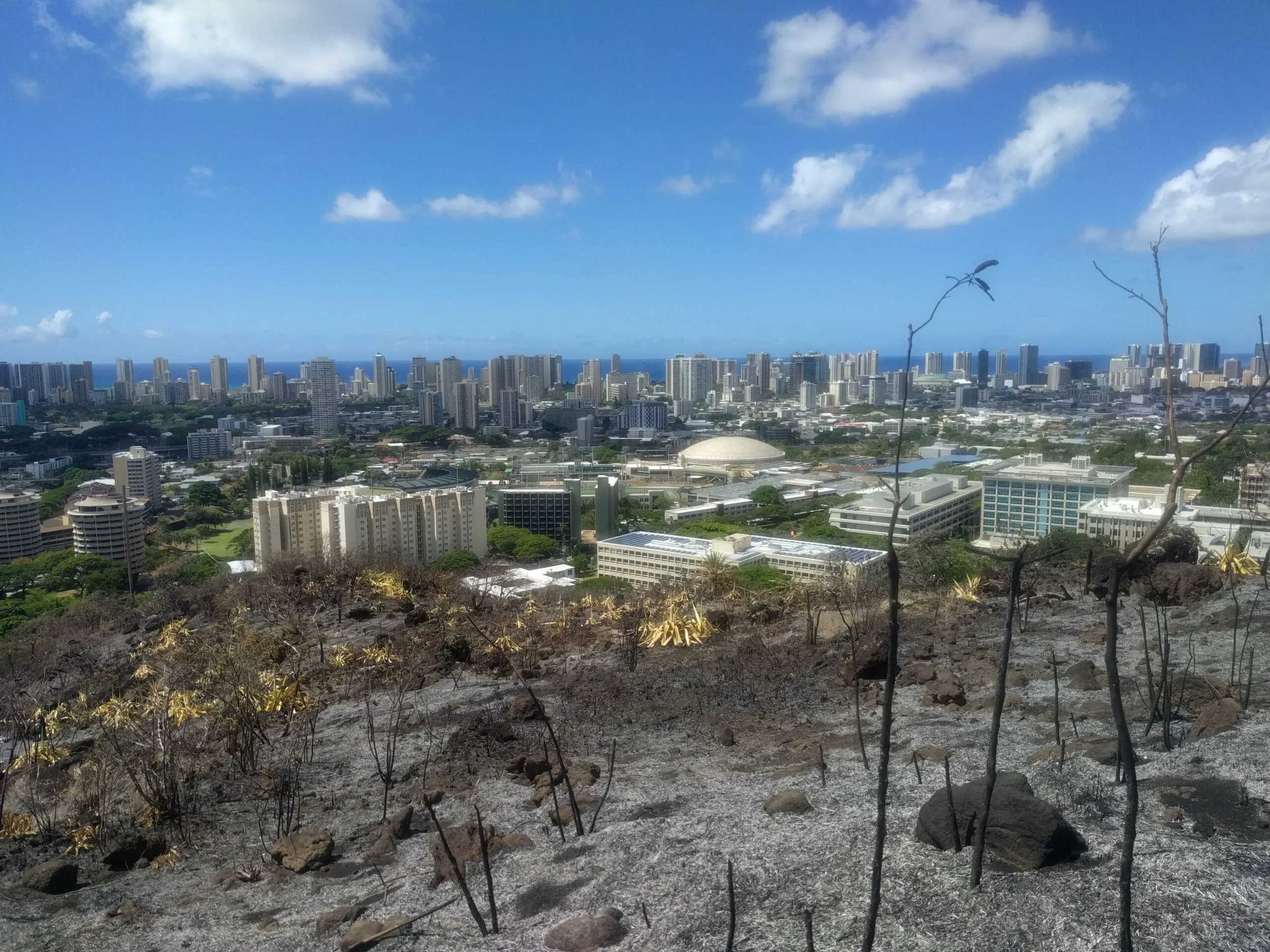 Our Program Areas | Explore Wildfire Prevention Strategies — Hawaii ...