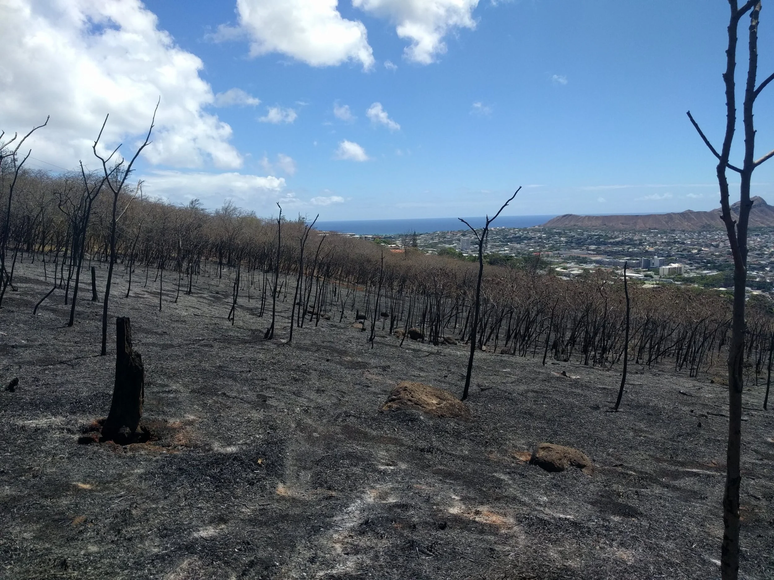 Our Program Areas | Explore Wildfire Prevention Strategies — Hawaii ...
