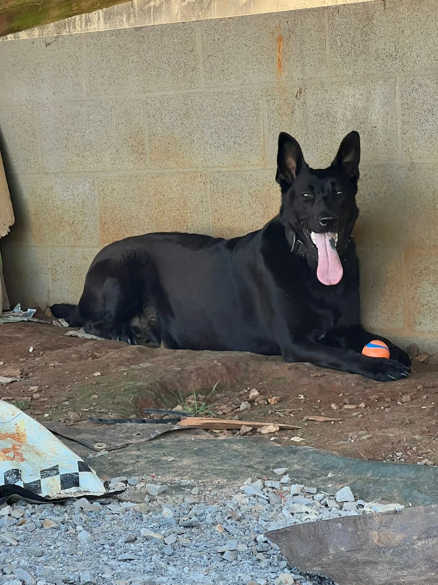 Our Pack — Upper Cumberland K9 Inc.