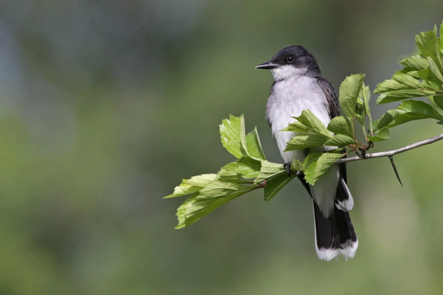 Kingbird Pastures | Regenerative sustainable farm near Greenville SC in Easley South Carolina ...