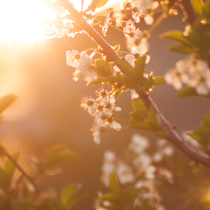 Spring Equinox Ceremony & Celebration with Mystic Garden Coven — Yoga ...