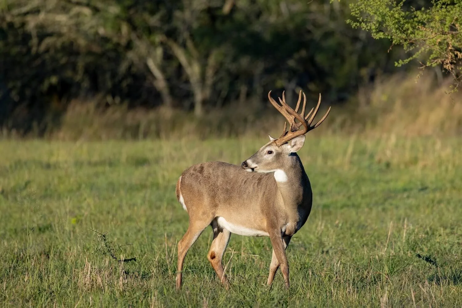Legendary Whitetail Hunting Experiences — High Rack Ranch