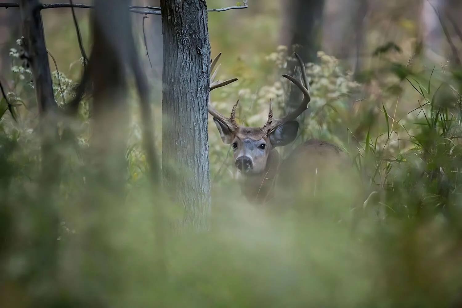 Michigan Trophy Whitetail Hunting Packages — High Rack Ranch