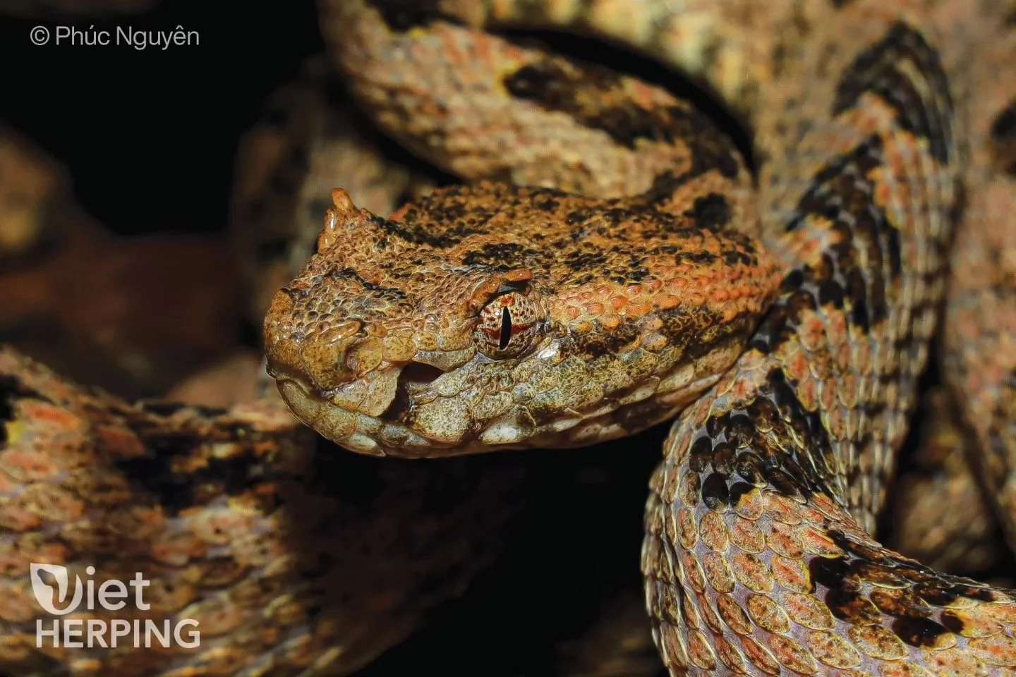 Viet Herping