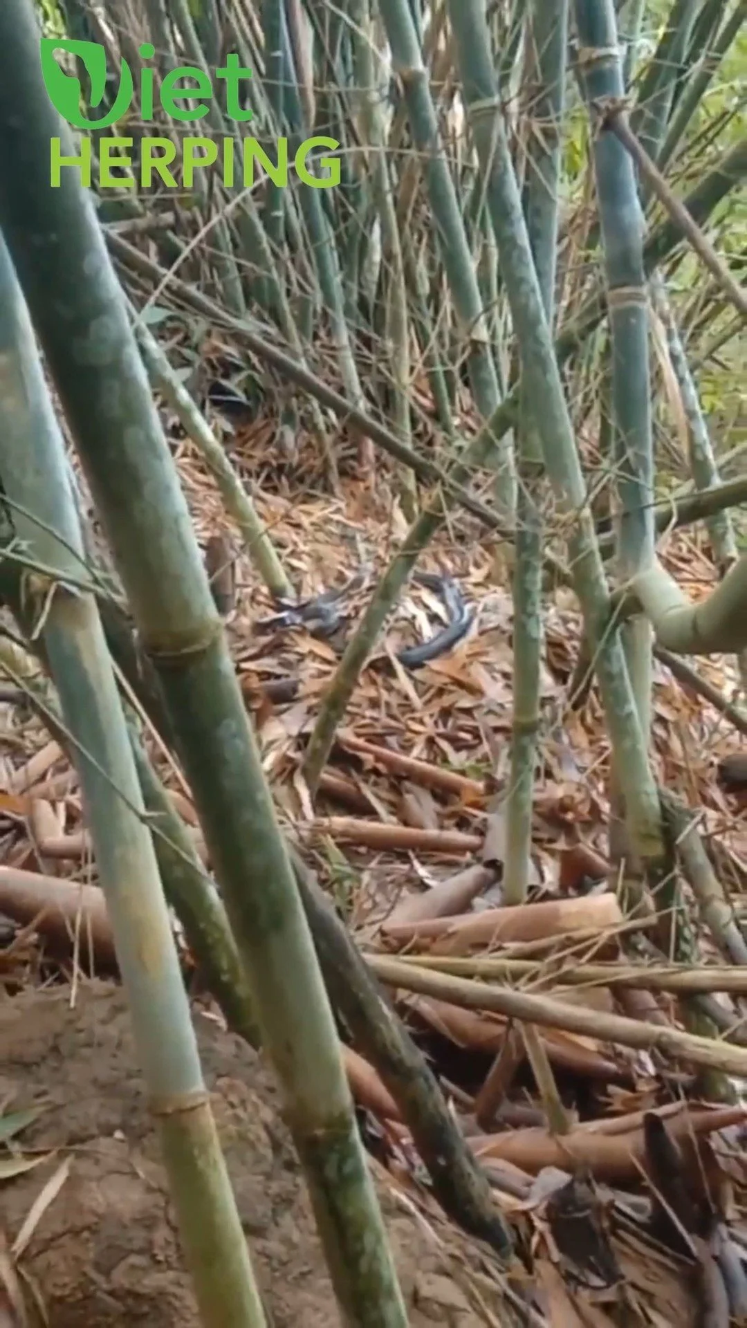 Hanoi City Herping Tour — Viet Herping