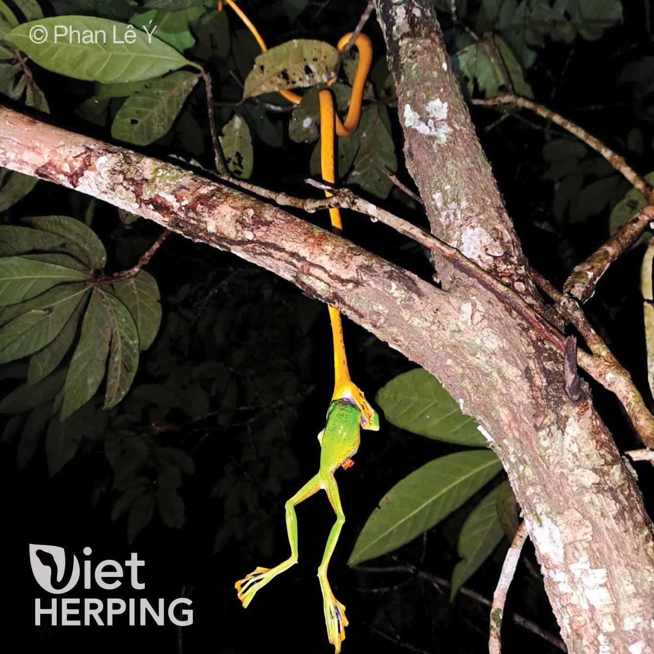 Viet Herping | Herping Tours Throughout Vietnam