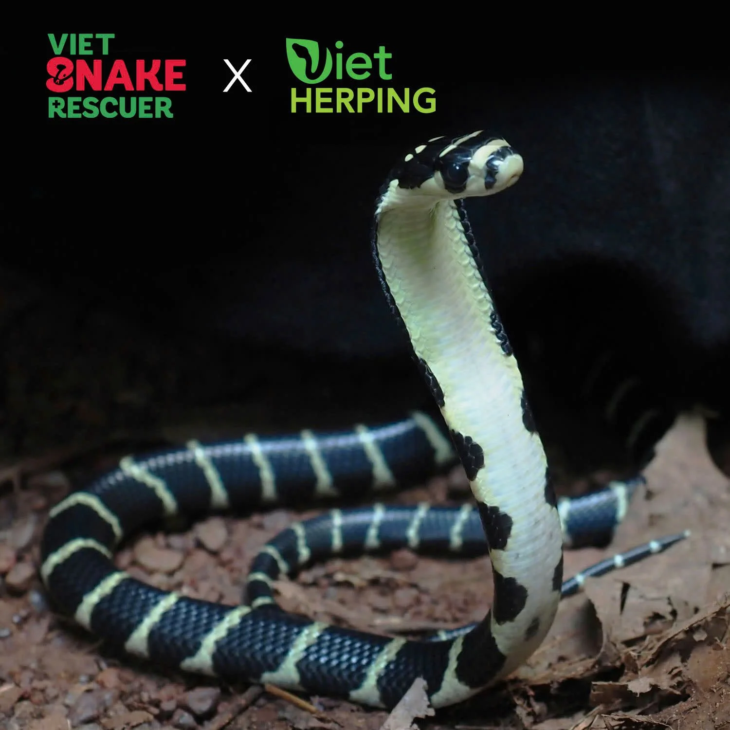 Viet Herping | Herping Tours Throughout Vietnam