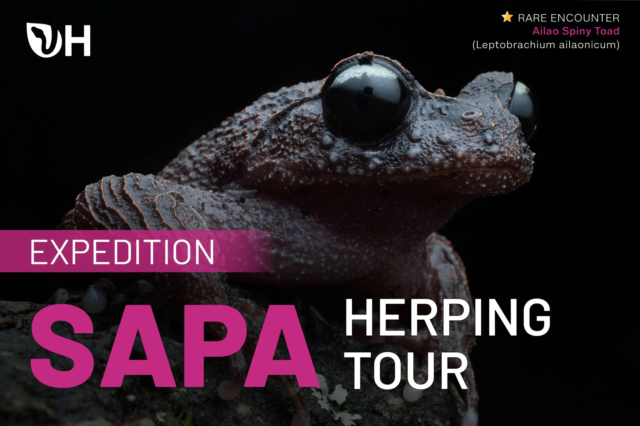 Viet Herping Herping Tours Throughout Vietnam