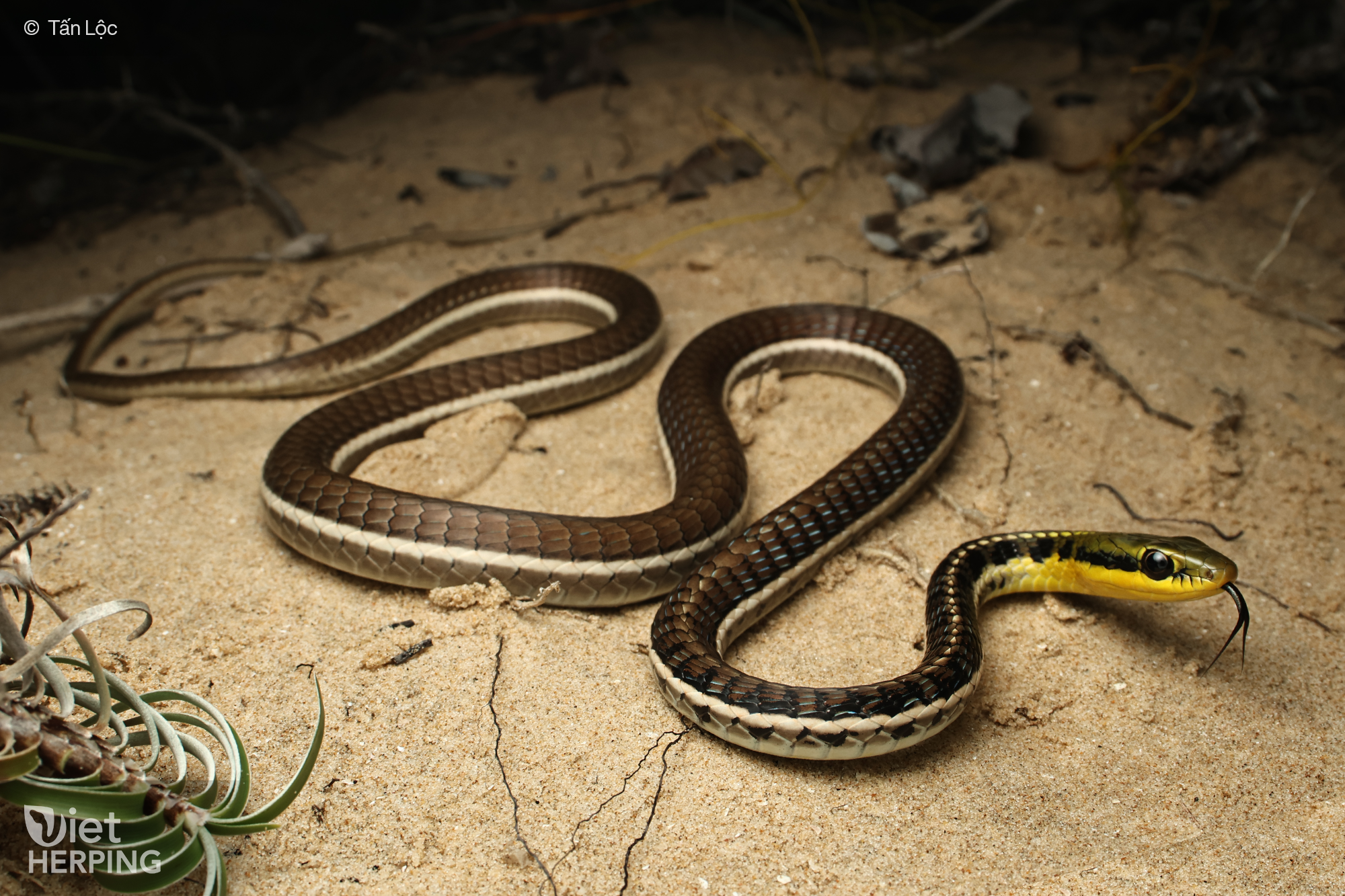 Muine Herping Tour: Night Wildlife Walk on Vietnam’s Sand Dunes — Viet ...