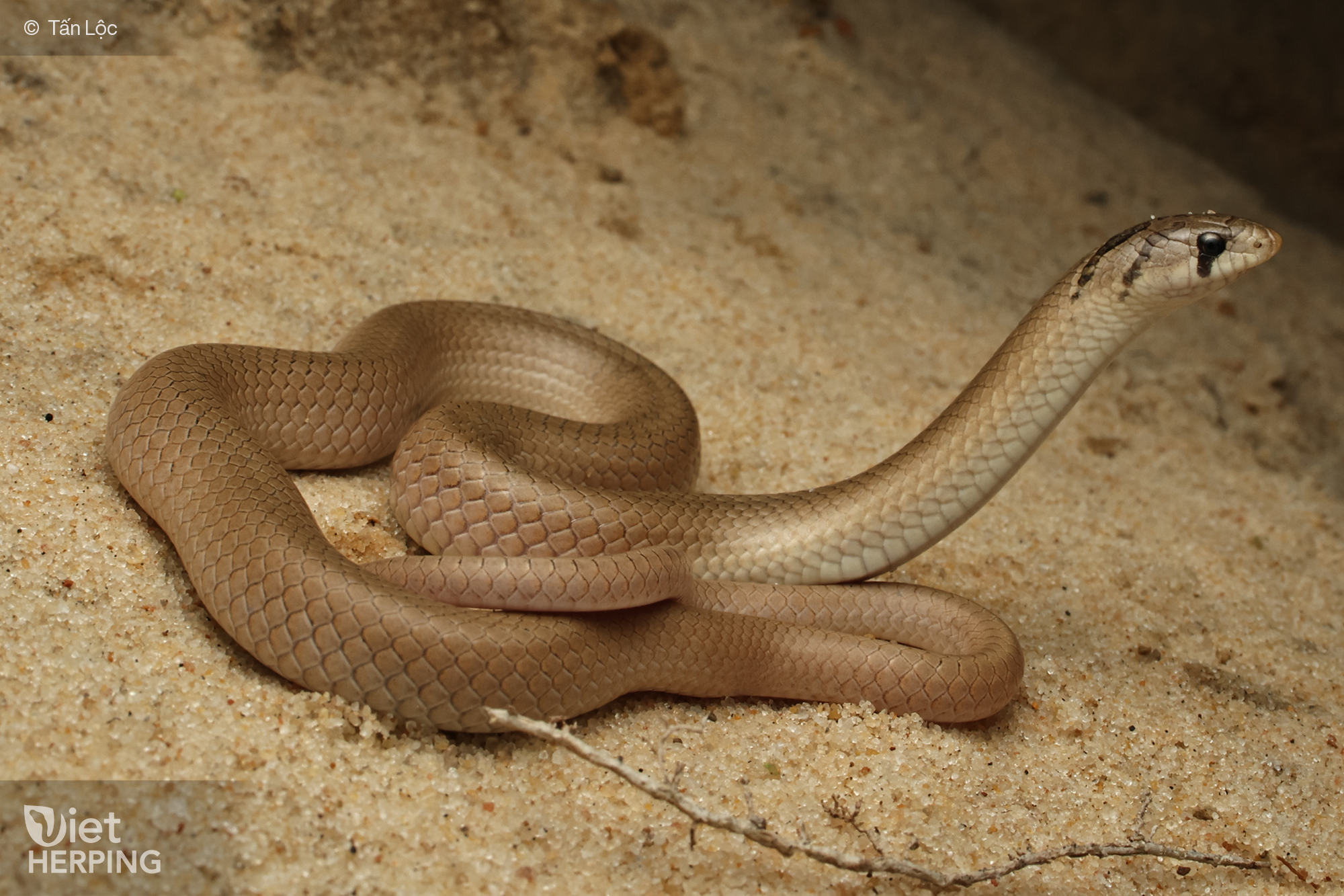 Muine Herping Tour: Night Wildlife Walk on Vietnam’s Sand Dunes — Viet ...