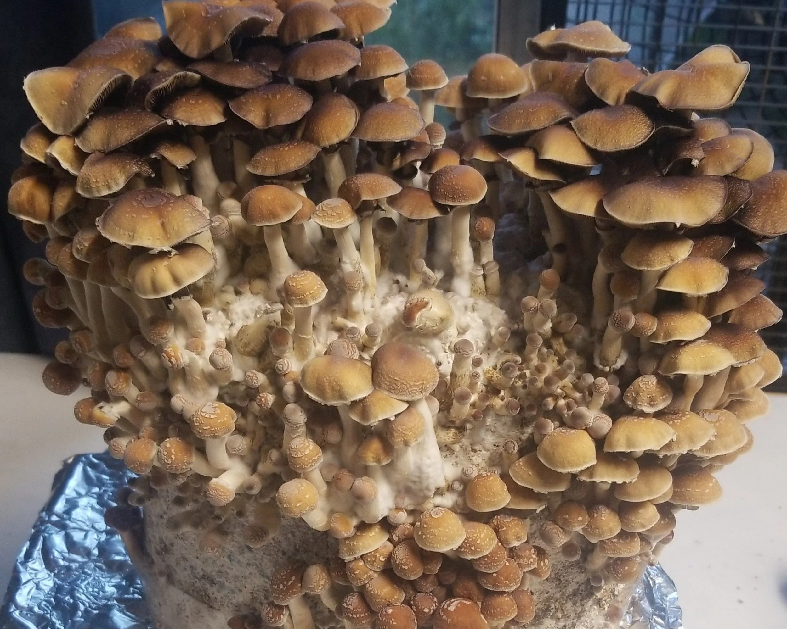 About 5 — Sacred Shrooms