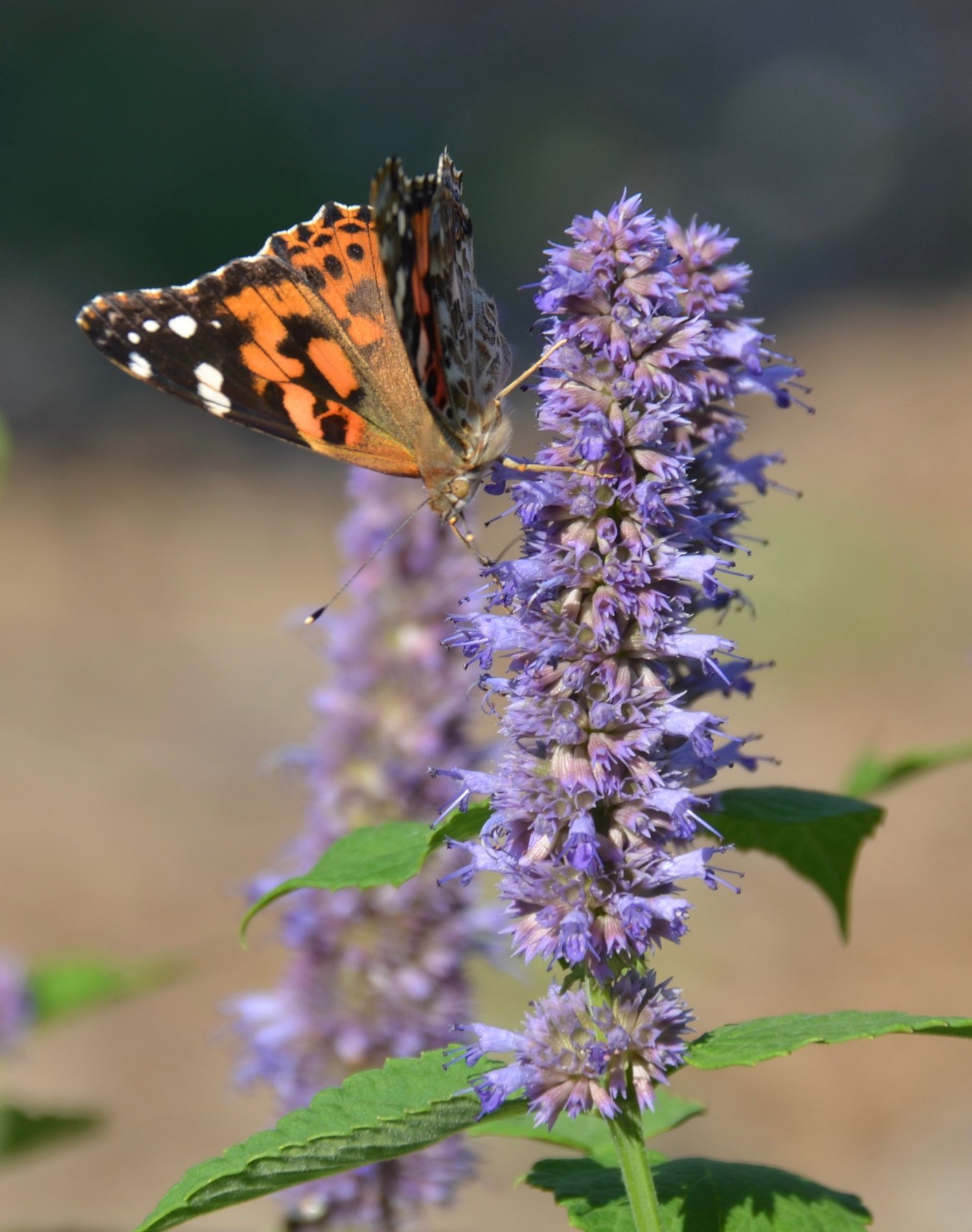 Agastache -Herb of the year 2019 — Fresh Start Herbs with Susan Betz