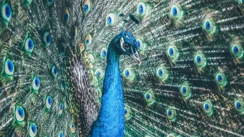 What’s all this talk about, peacocks, people, passion, and purpose ...