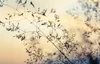 Northumberland Woodland Burial & Crematorium — James Hamilton Funeral ...