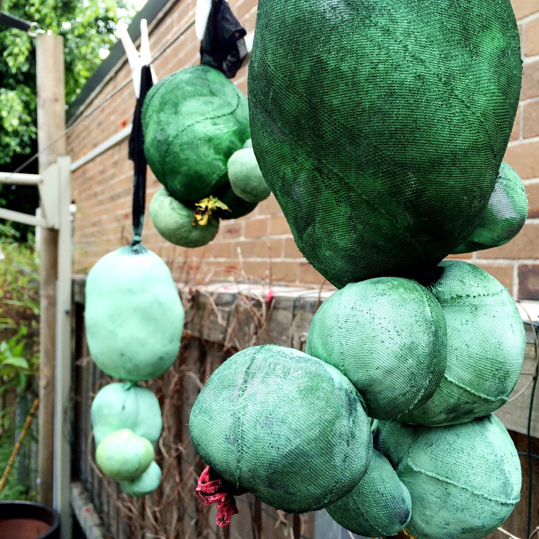 Easy care cactus — Handy with Scissors