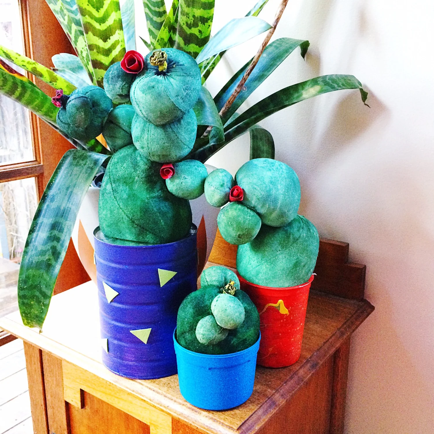 Easy care cactus — Handy with Scissors