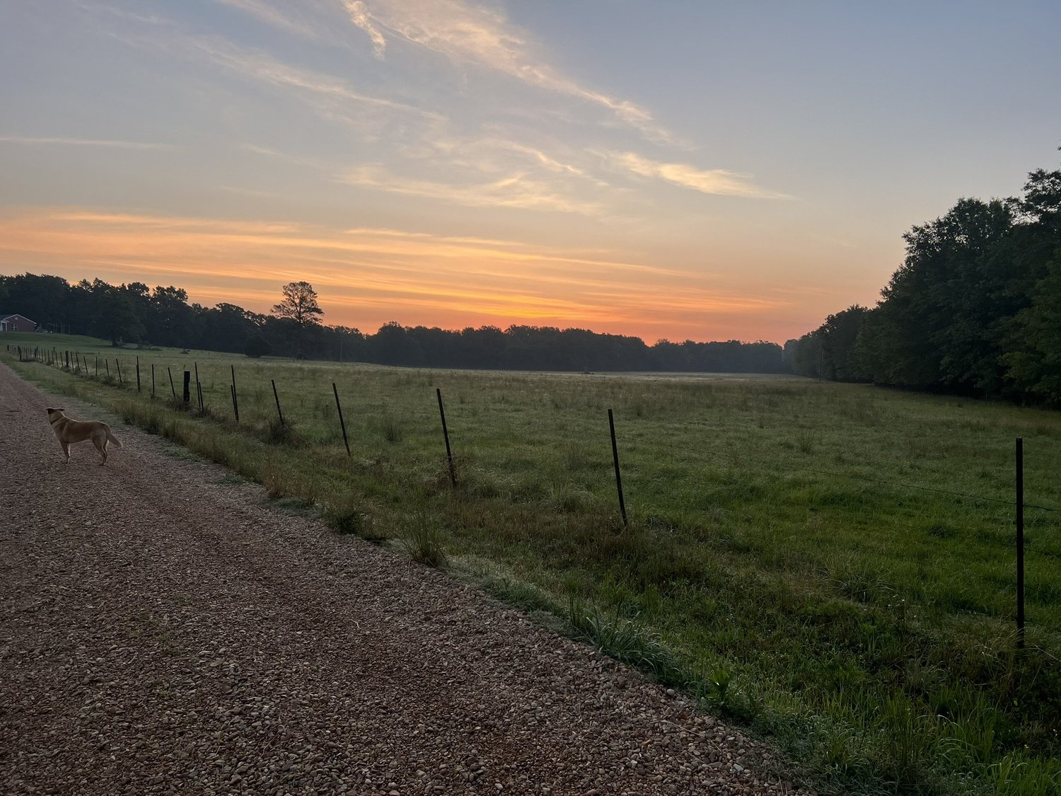 Shady Acres Farm | Grass-Fed Grain-Finished Beef | Cuts, Bulk Beef ...