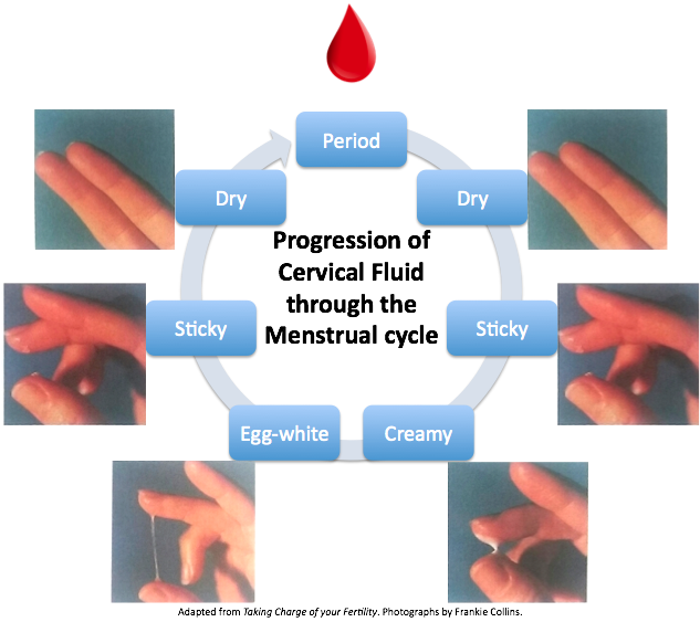 How To Track Your Cycle — Born Free Family