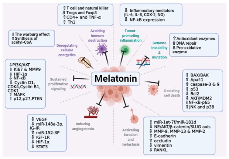 Melatonin: A Powerful Ally in Your Fight Against Cancer — Cincinnati ...