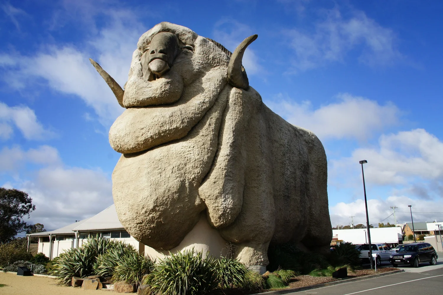 Black Dingo Window Tinting