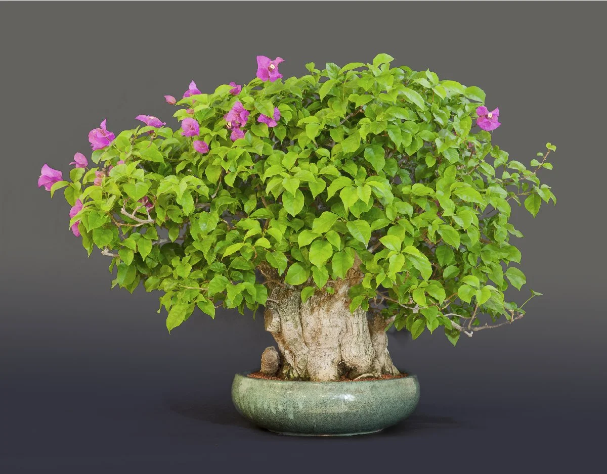 Bougainvillea Basics — Kusamura Bonsai Club